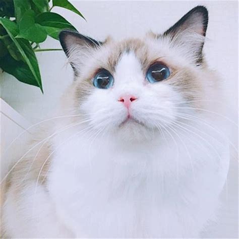 绊运猫舍三花猫多大才认主人