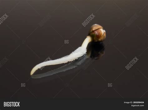 Close Macro Sale Image And Photo Free Trial Bigstock