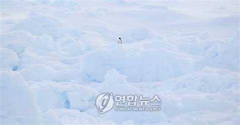 아델리 펭귄