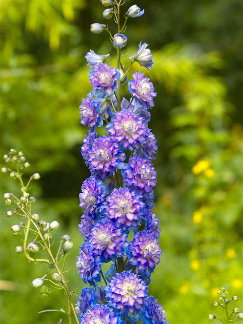 Delphinium Bare Roots Buy Larkspur Online At Dutchgrown™
