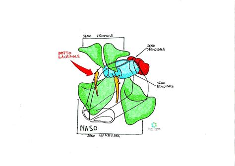 Sinusite Cura Rapida Video Tutorial Auto Massaggio Trattamix