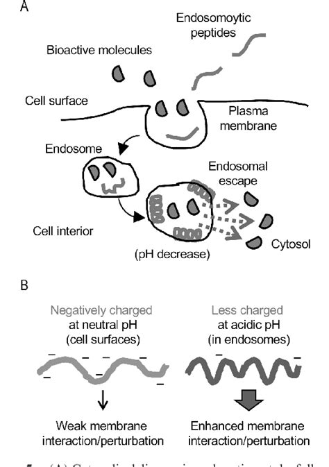 Figure 5 From Design And Creation Of Functional Membrane Interacting