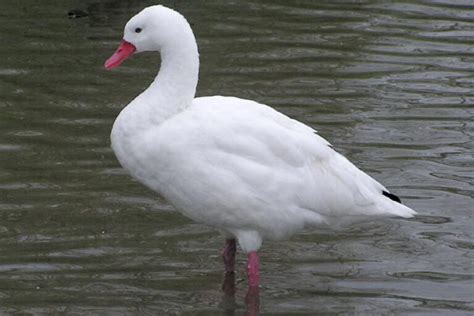 カモハクチョウ 日本白鳥の会