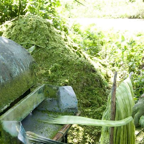 The Truth About Piñatex Pineapple Leather Panaprium