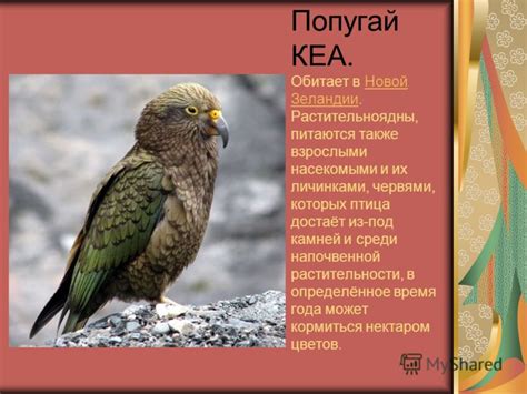 Презентация на тему ПОПУГАИ Презентацию подготовила уч ся 2 Д класса