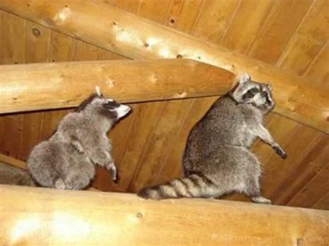How To Remove Raccoons From Your Attic Using One Way Doors Handyman Tips