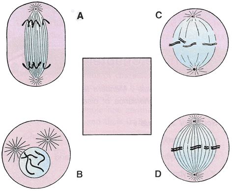 Define Aster Knowledgeboat