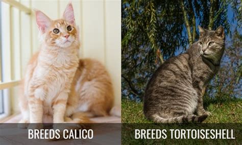 Calico Vs Tortoiseshell Cat Know The Difference