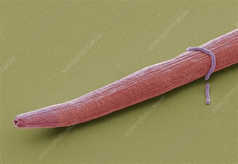 C Elegans Worm Sem Stock Image C0197168 Science Photo Library