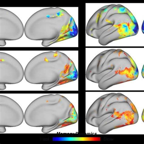 Model Estimated Memory Dynamics In The Visual Cortex Consistent Across Download Scientific