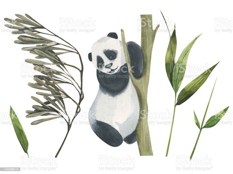 팬더는 대나무 잎과 씨앗이 있는 나무 위를 기어 다닙니다 수채화 그림입니다 Bamboo 컬렉션의 흰색 배경에 격리된 개체 집합입니다 장식과 디자인 구성 개체 그룹에 대한
