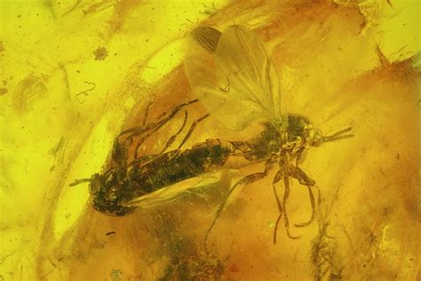 35 Facts About Fossilized Mating Flies