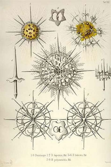 Amoeboid Holoplanktonic Protozoans Called Radiolaria With Mineral Skeleton With An Inner