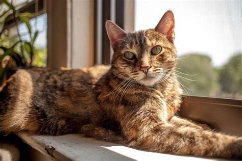 Torbie Tortoiseshell Tabby Cat Facts With Pictures