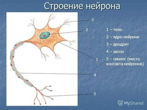 Презентация на тему Нервная система особенности строения и функции