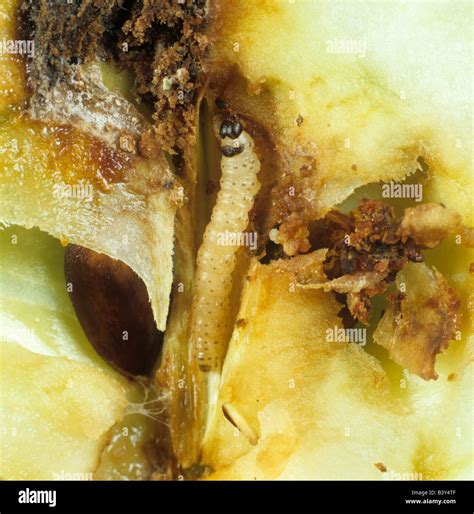 Codling Moth Cydia Pomonella Caterpillar In Damaged Apple Fruit Stock