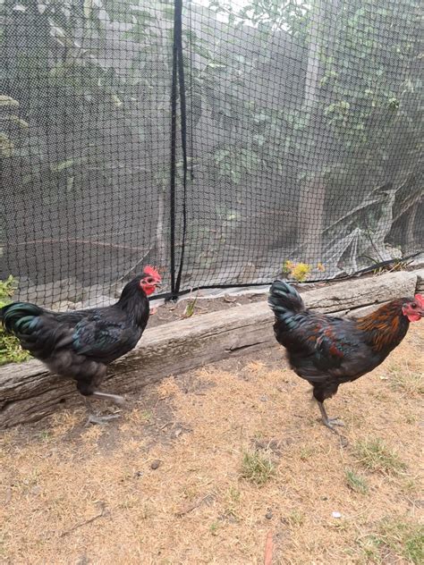 2 Black Australorp Cockerels Both Born On Same Day From Same Father