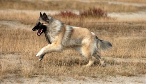 강아지종류 벨기에의 국견 벨지안 마리노이즈 Belgian Shepherd말리노이즈 벨지안 세퍼트독 네이버 블로그