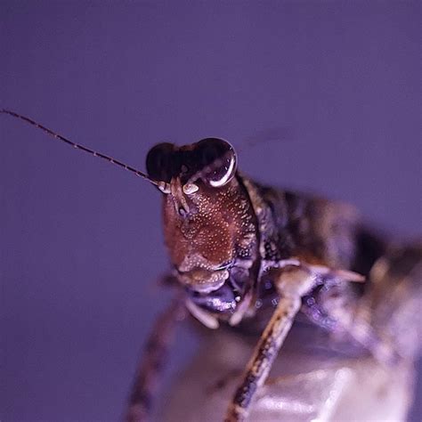 Premium Photo Head Grasshopper
