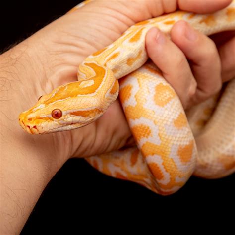 premium photo gold python reticulated python python reticulatus