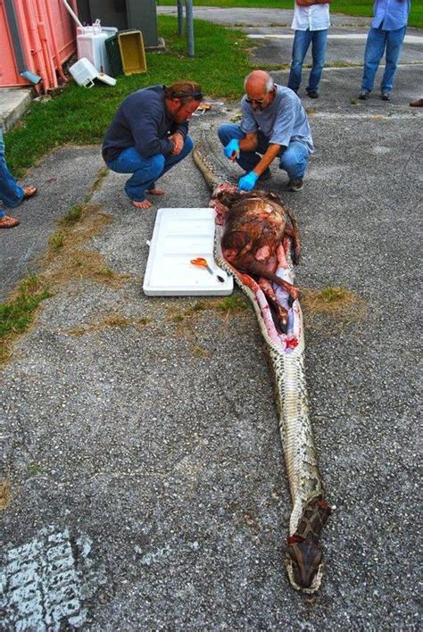 An Invasive Burmese Python That Ate A White Tailed Deer R Hardcorenature