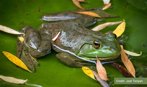 American Bullfrog Bc Reptiles And Amphibians