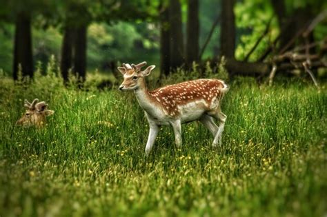 Premium Photo Deer Standing On Grass