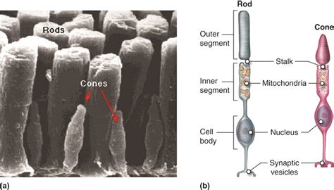 Cenveo Drawing Structure Of The Photoreceptor Cells English Labels