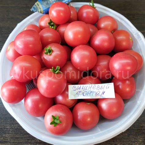 Купить семена томата сорт Вишневый фонтан (Cherry fountain)