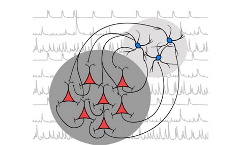 Excitatoryinhibitory Networks Universität Tübingen