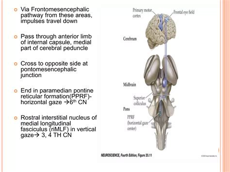 Approach To Diplopia 3112017