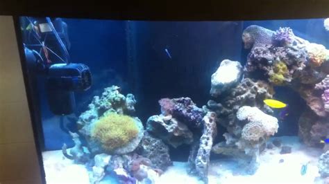 New Aquascape Reef Tank Youtube