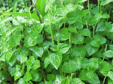 តិចមើលរំលង ដឹងអត់ថា ញ៉ាំ ក្រសាំងទាប ប្រៀប ដូច ញ៉ាំ បន្លែ ទិព្វ សារព័ត៌មាន នគរវត្ត