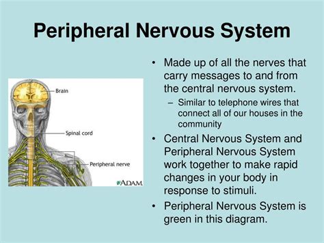 Ppt The Nervous System Powerpoint Presentation Free Download Id