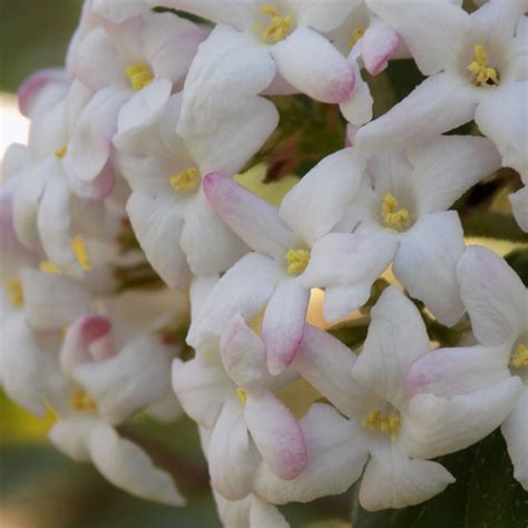 Viburnum Mohawk Birkwood Viburnum Sugar Creek Gardens