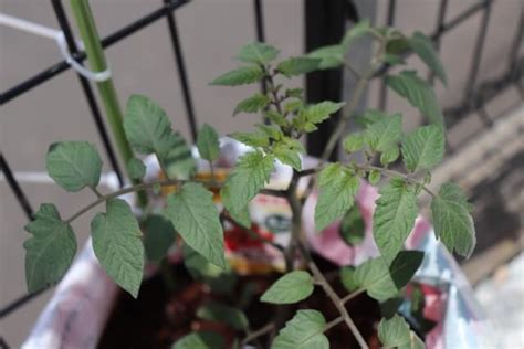 Hb 101の効果的な使い方 野菜・果物・花の栽培テクニック
