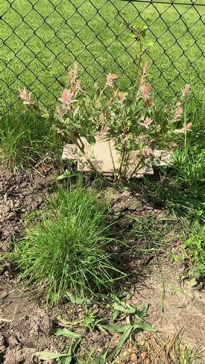 One Of The Dappled Willow Flamingo2024513zone 8a Garden Gardening