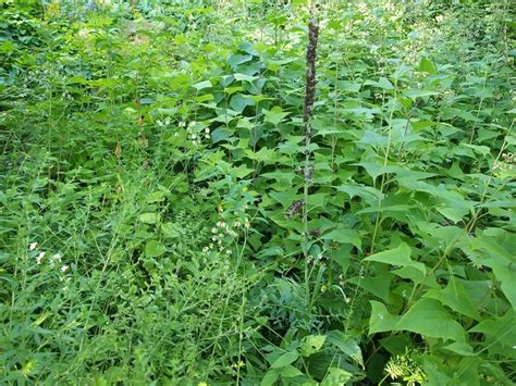 Чемерица черная. | Herbs, Parsley, Quick