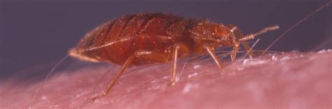 I Found Some Bed Bugs In My House Can I Use Bleach To Kill Bed Bugs UF IFAS Entomology And