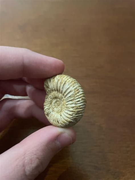 Real Or Fake R Fossilid