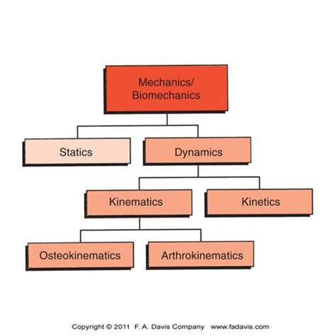 Lecture Flashcards Quizlet