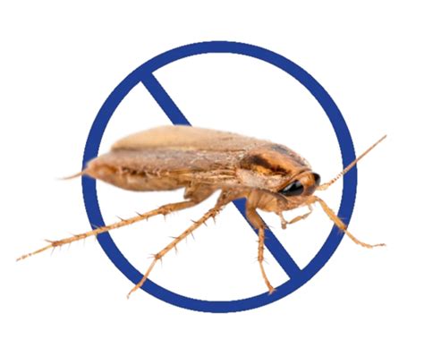 Plaga De Cucarachas Proxter