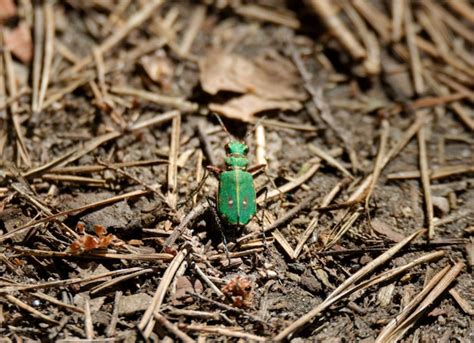 Premium Photo Green Beetle On Pine Needles