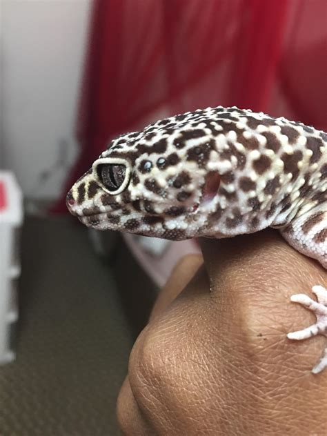 Leopard Gecko Has Scratches On His Head Not Sure Why Went To Vet