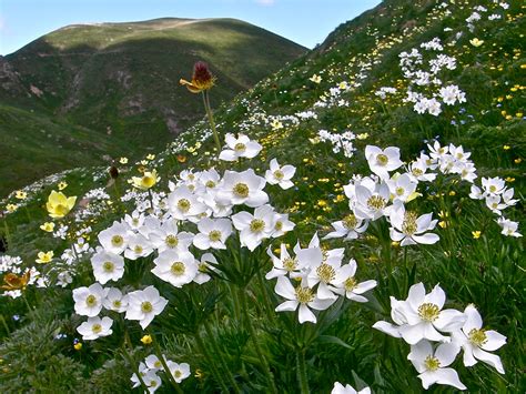 Suchergebnisse Myariel