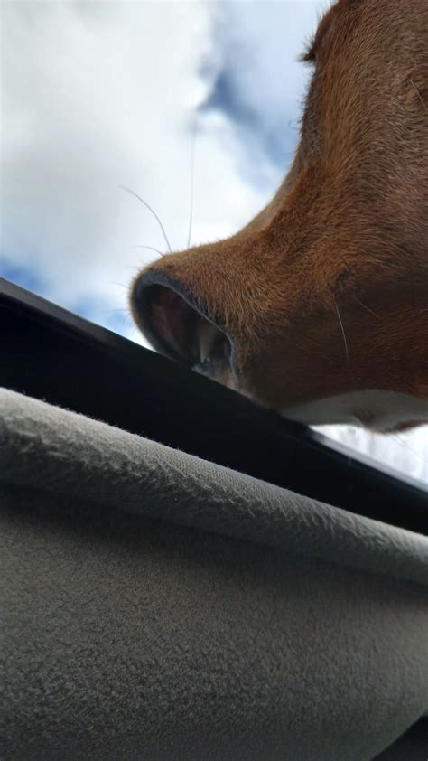 Flappy Mouth New Rescue Dog 100 American Foxhound He Loves The