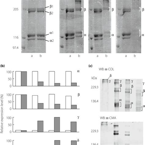 Effects Of Non‐enzymatic Modification Of Collagen By Glycation On Download Scientific Diagram