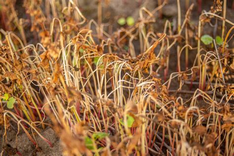 Phytohormones Types Functions And Agricultural Applications
