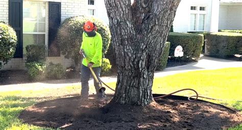Tree Shrub Aeration Services In Era TX Arborist USA