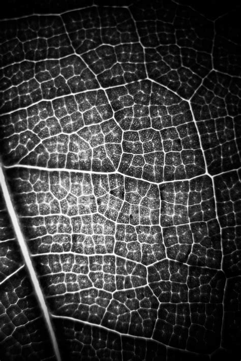 Leaf Cells Rphoto
